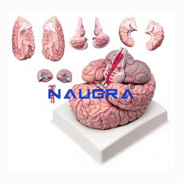 Brain With Arteries 9 Parts Brain With Arteries 9 Parts for TVET Lab ...