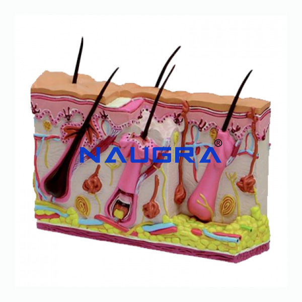 Skin Section - TVET Civil Engineering Lab Equipment Manufacturer India ...