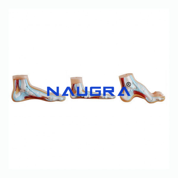 Flat Foot Flat Foot for TVET Lab, Flat Foot Civil Engineering Lab ...