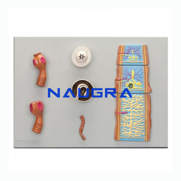 Comparative Tapeworm Model Comparative Tapeworm Model for TVET Lab ...